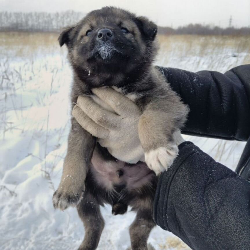 Щенок в добрые руки