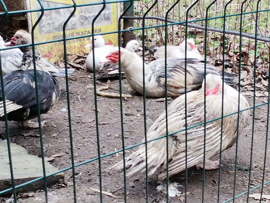 Селезень Индоуток