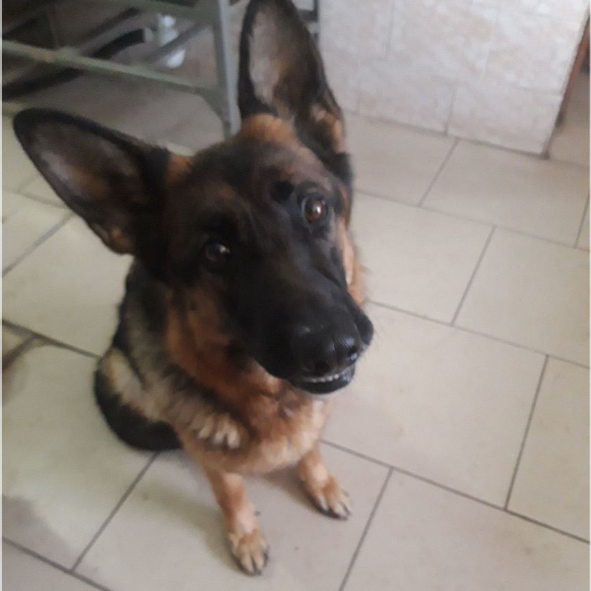 Немецкая овчарка, взрослая собака