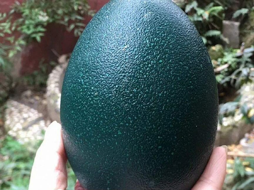 Продам яйцо австралийского страуса Эмму