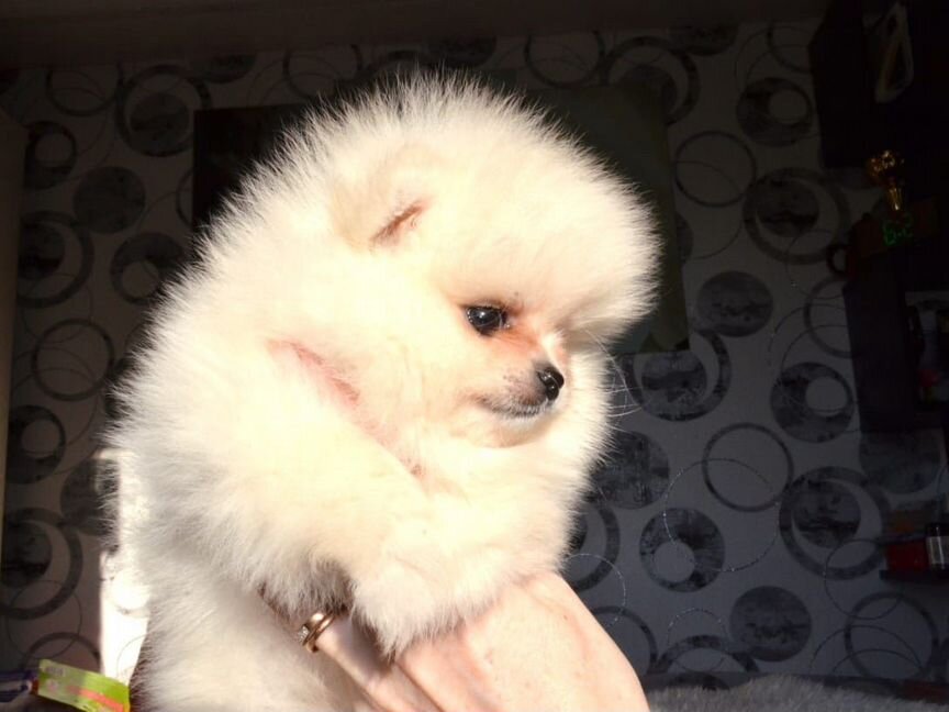 Шпиц мишка снежок