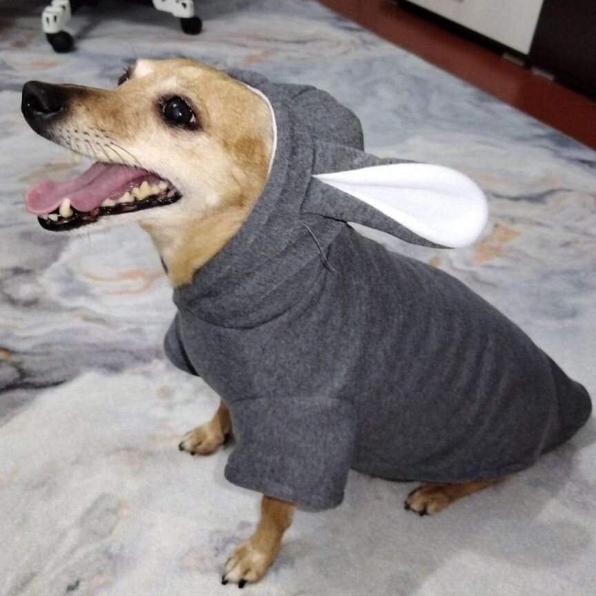 Костюм на собаку