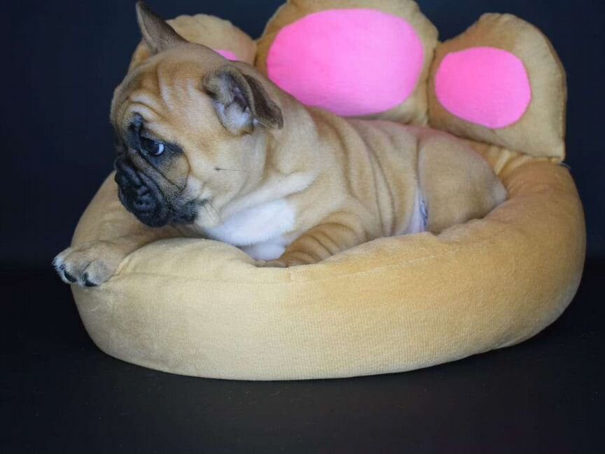 Французский бульдог палевая сука