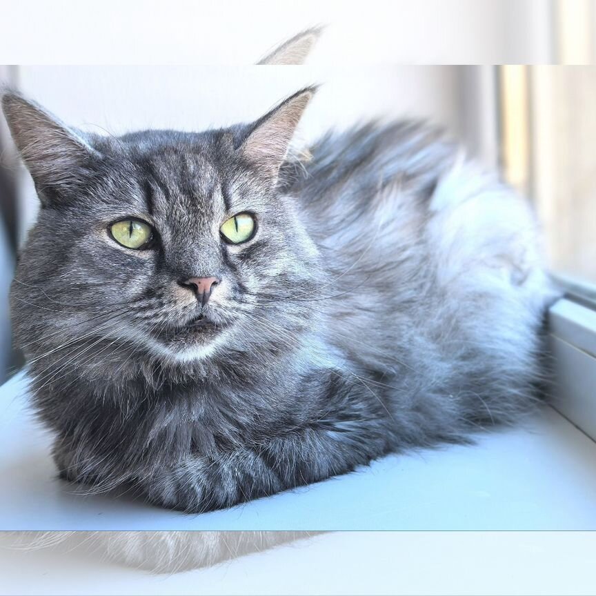 Сибирский, взрослый кот