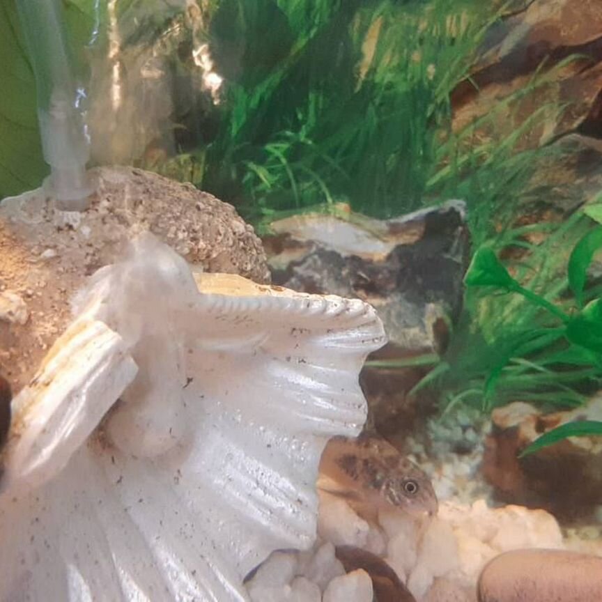 Морской аквариум 30 литров