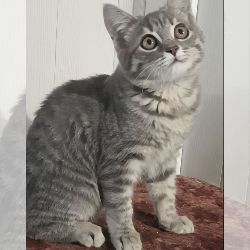 Британский короткошёрстный котёнок