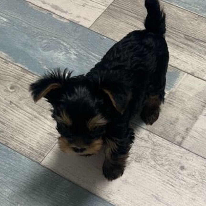 Йоркширский терьер, щенок