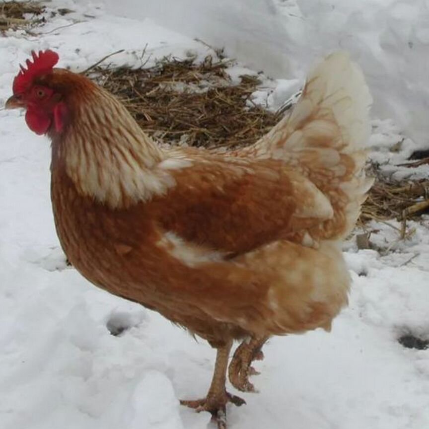 Куры несушки