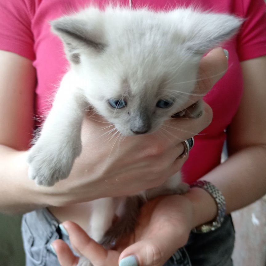 Кошечка девочка