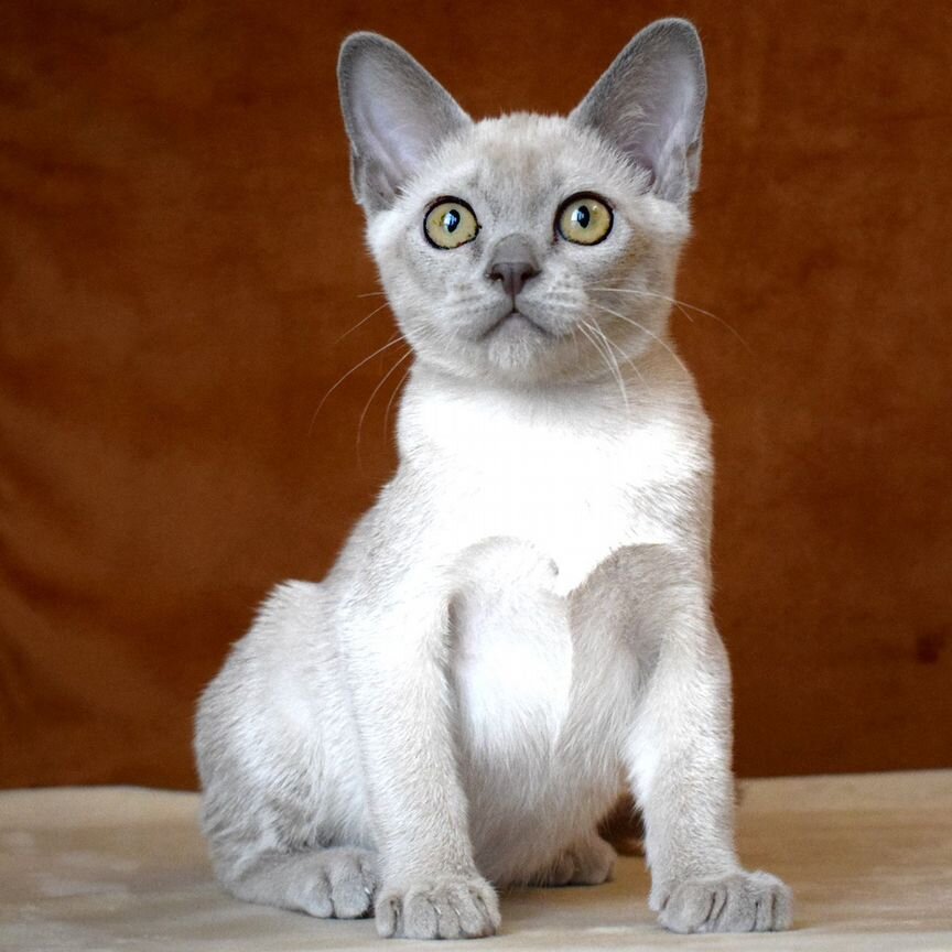 Европейский бурманский котёнок