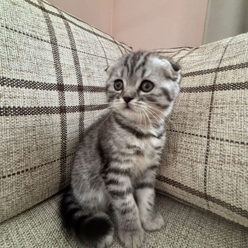 Британский вислоухий котенок 2 месяца