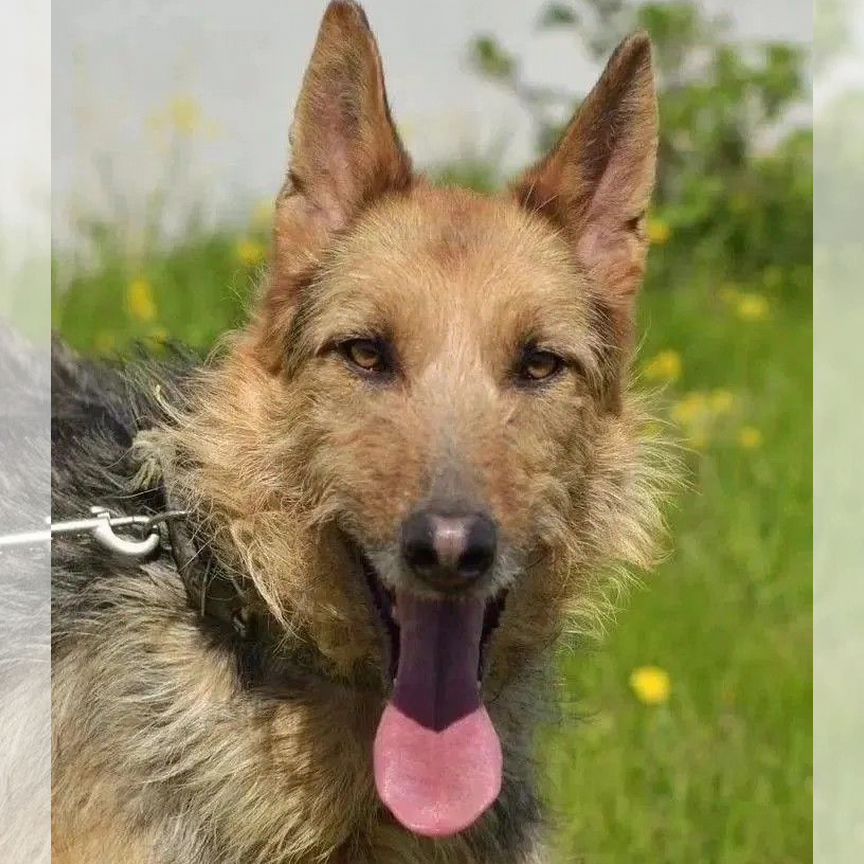 Взрослый пёс в добрые руки