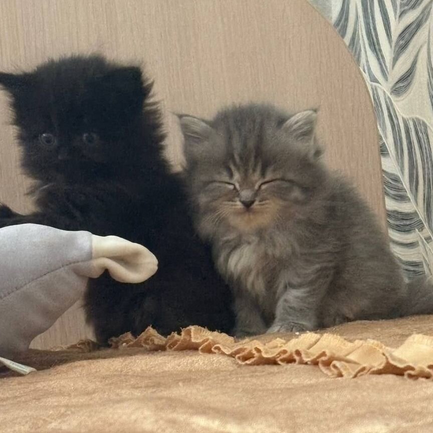 Британский длинношёрстный котёнок