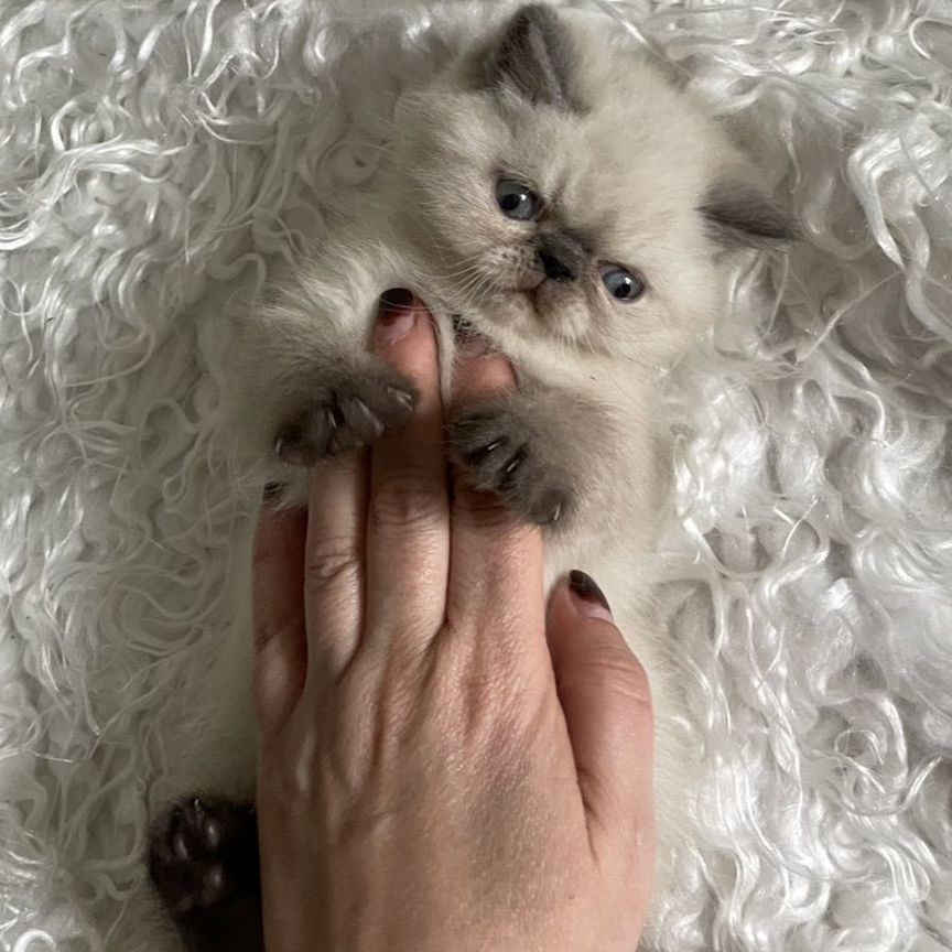 Котенок экзотический девочка