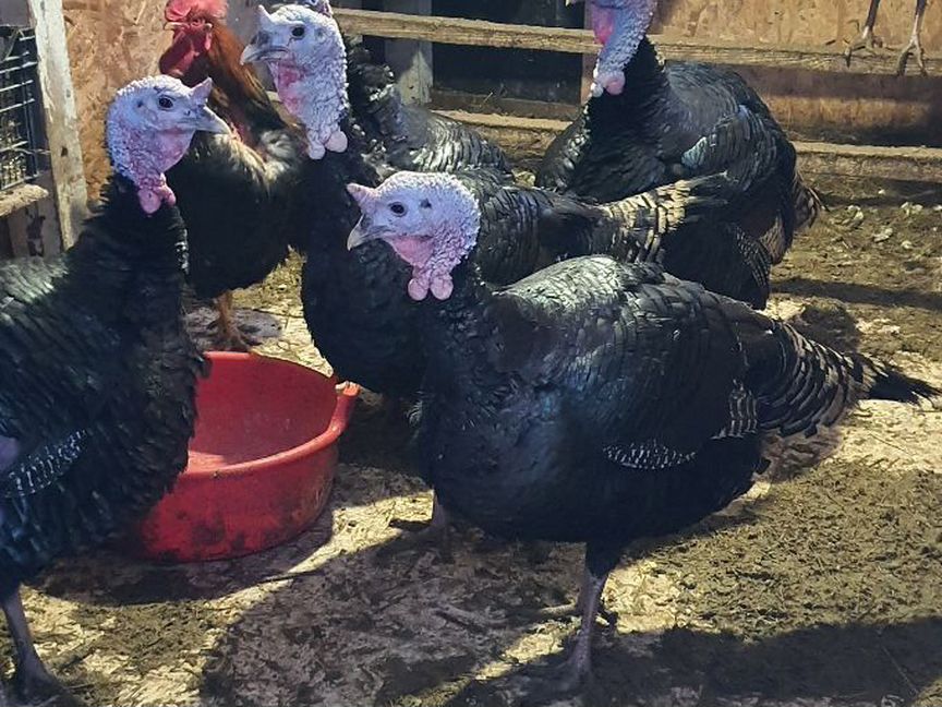 Индюки домашние