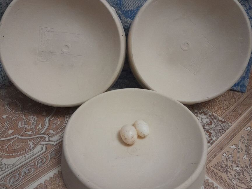 Гнезда для голубей