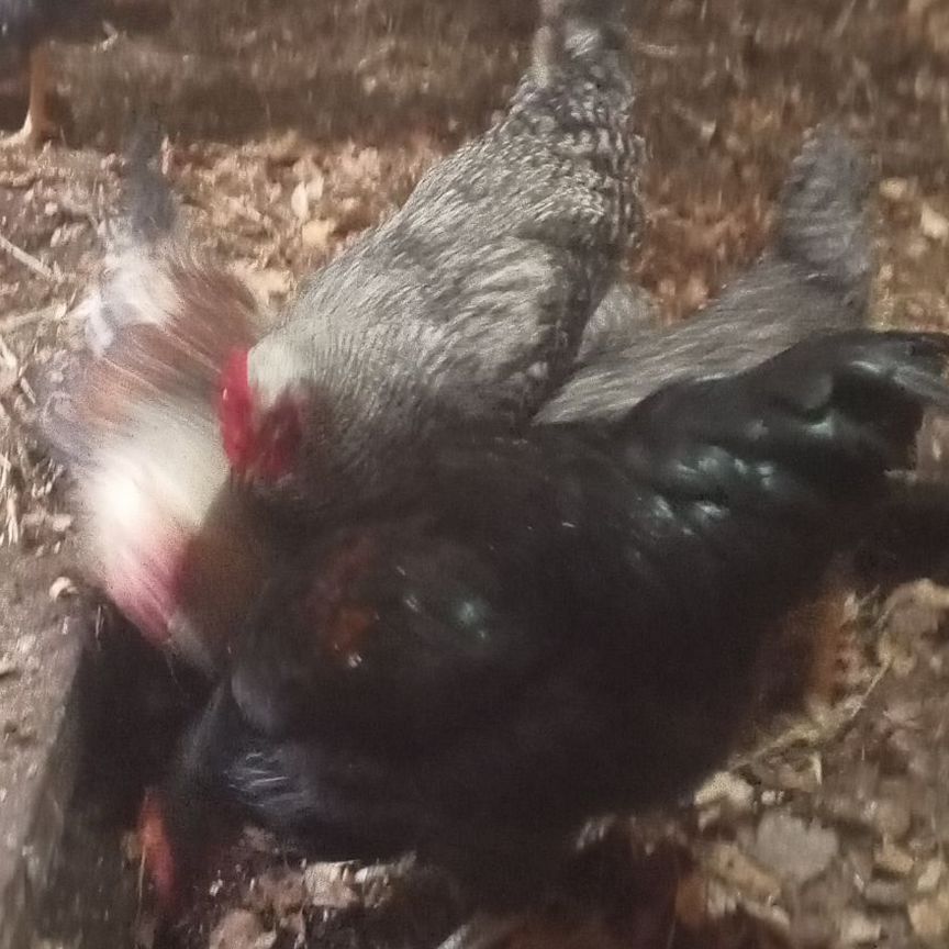 Продам петухов