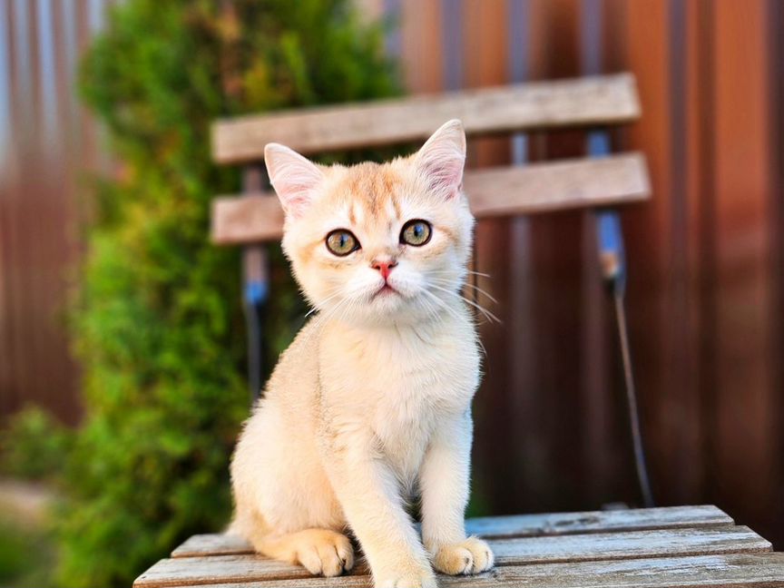 Котик золотой британский