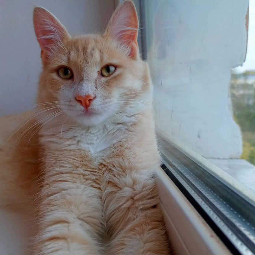 Котик 7 мес. Кастрированный