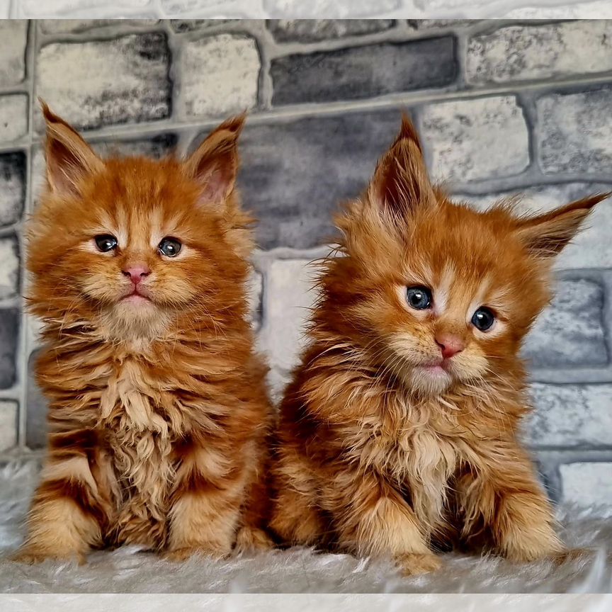 Мейн-кун котёнок