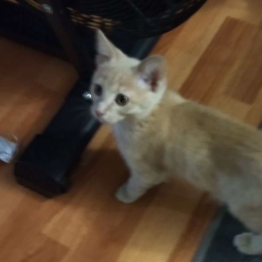 Котёнок в добрые руки