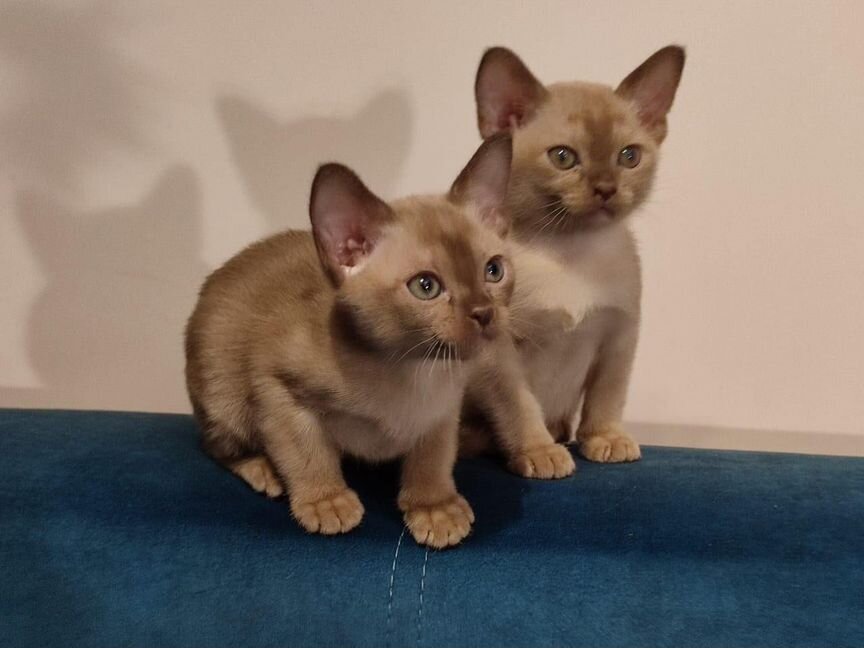 Бурманские котята