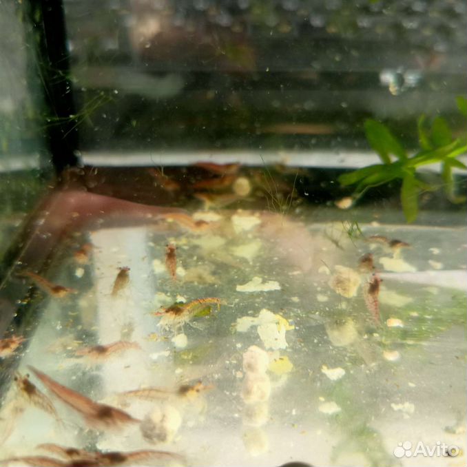 Креветки и малек гуппи