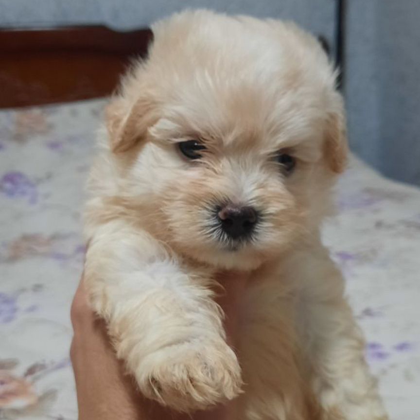 Мальтипушки