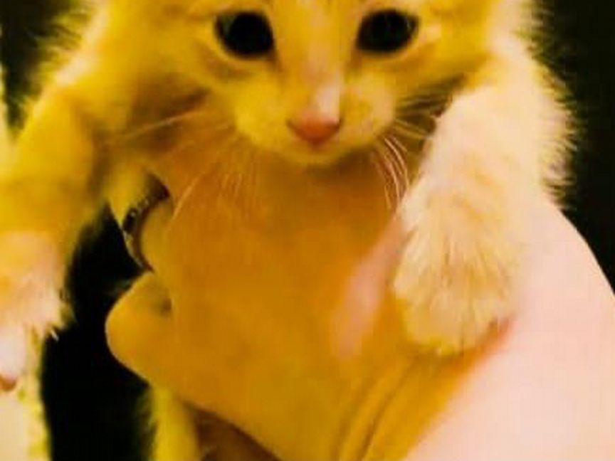 Котята рыжие, черные, чернобелые, дымчатые