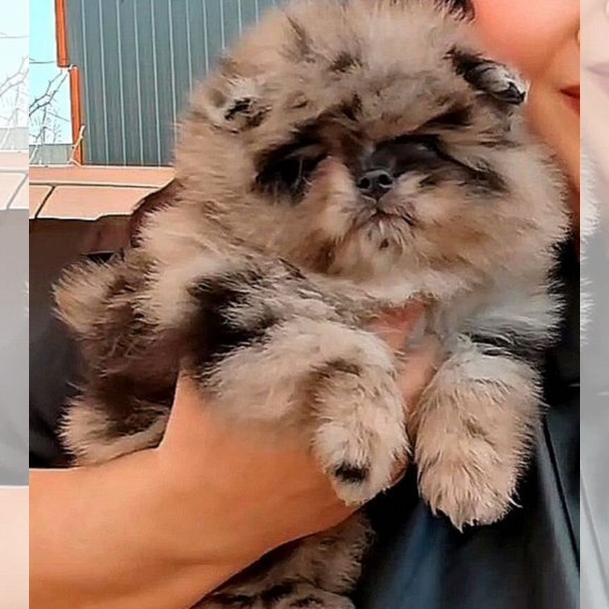 Померанский шпиц, щенок