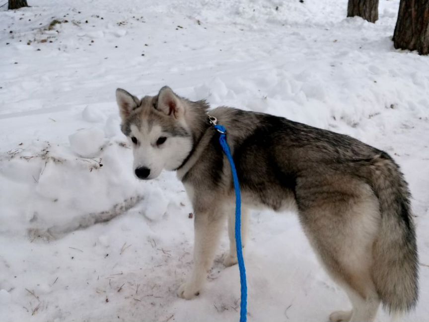 Сибирский хаски