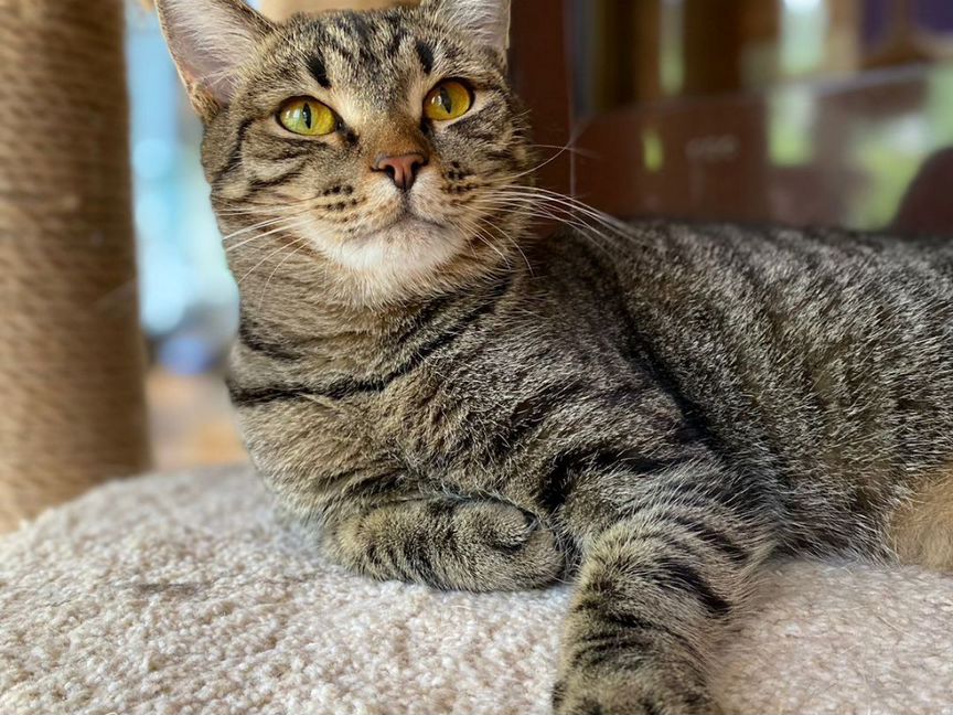 Котик Шоколад так и вырос в приюте с котенка