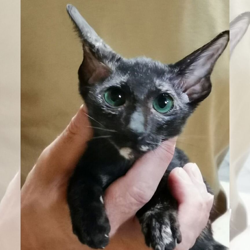 Ориентальный котёнок