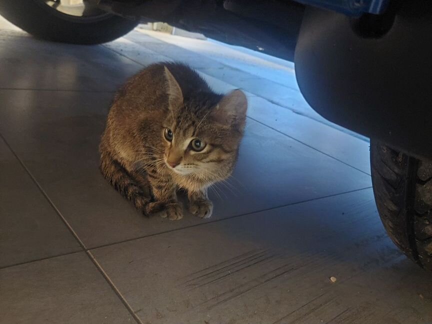 Кошка бесплатно мальчик