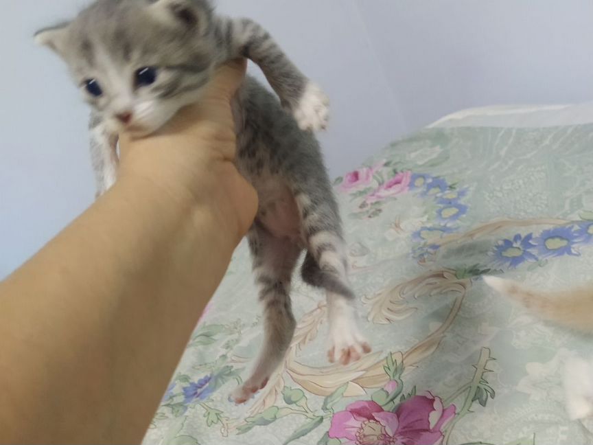 Шотландская вислоухая