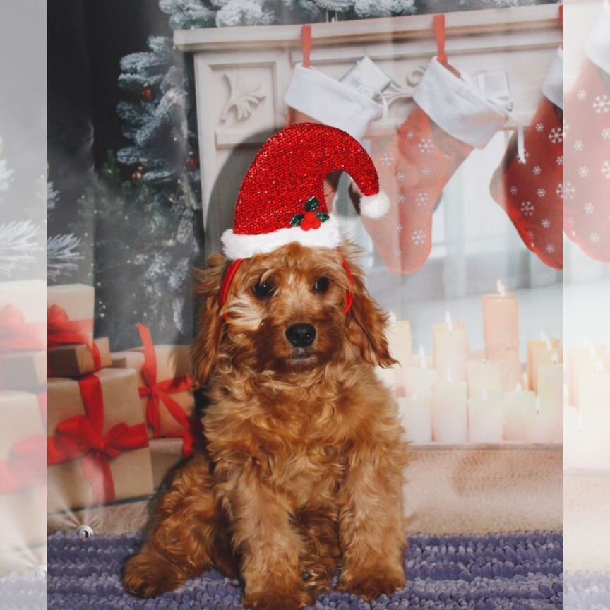 Кавапу, щенок