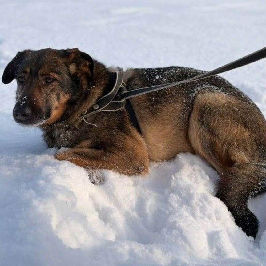 Взрослая собака в добрые руки