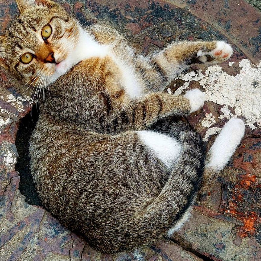 Котенок бесплатно
