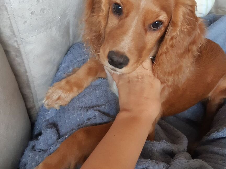 Русский спаниель