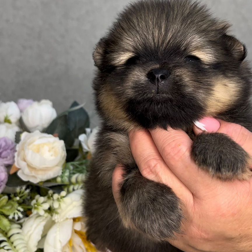 Шикарный малыш шпиц 1 месяц