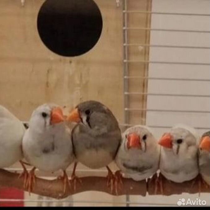 Продаются амадины