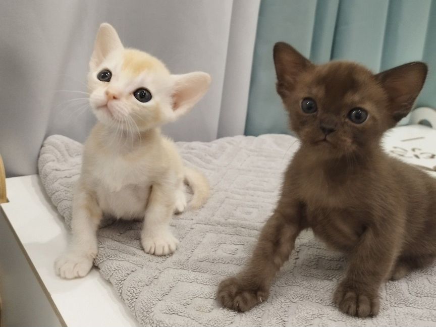 Котята европейской бурмы