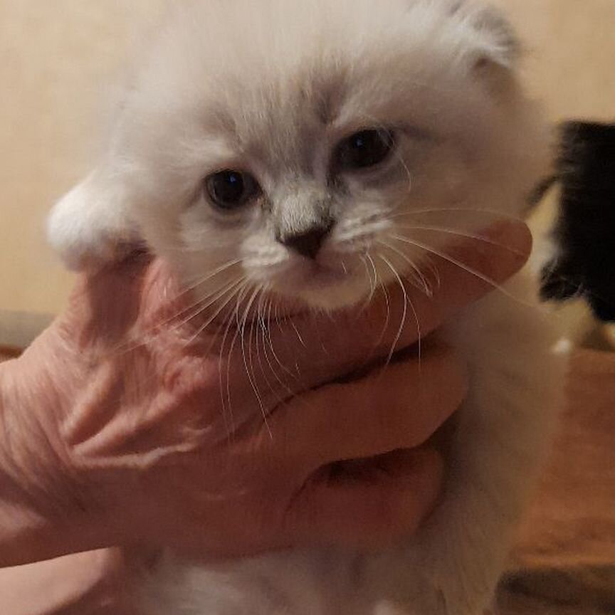 Шотландский вислоухий короткошёрстный котёнок