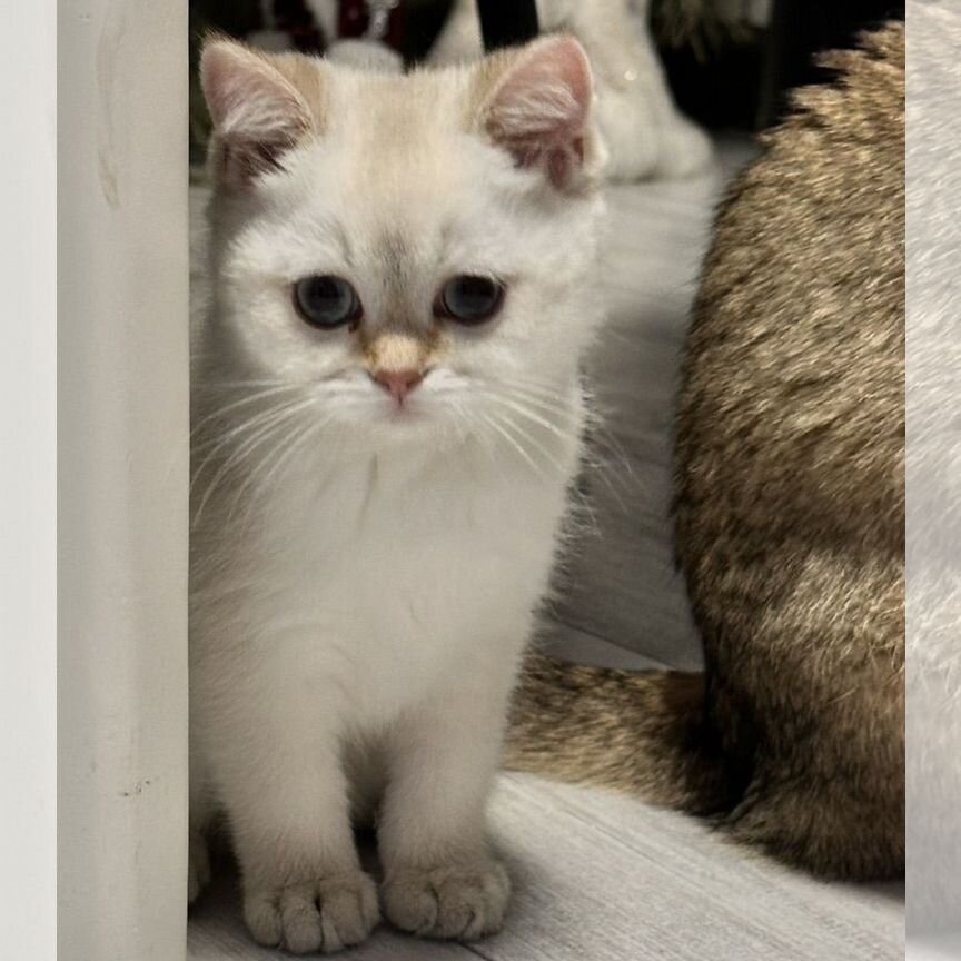 Шотландский прямоухий короткошёрстный котёнок