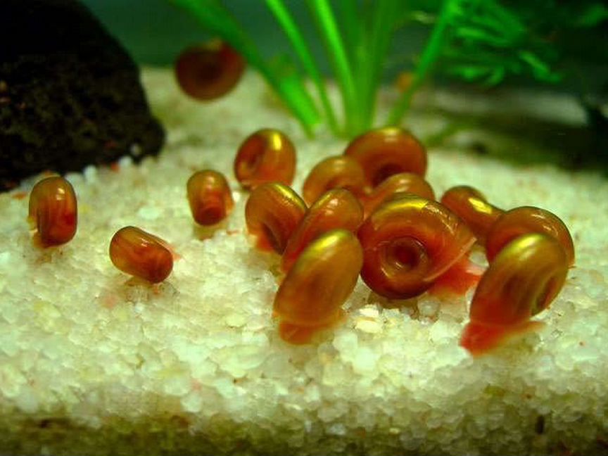 Куп лю аквариумные улитки