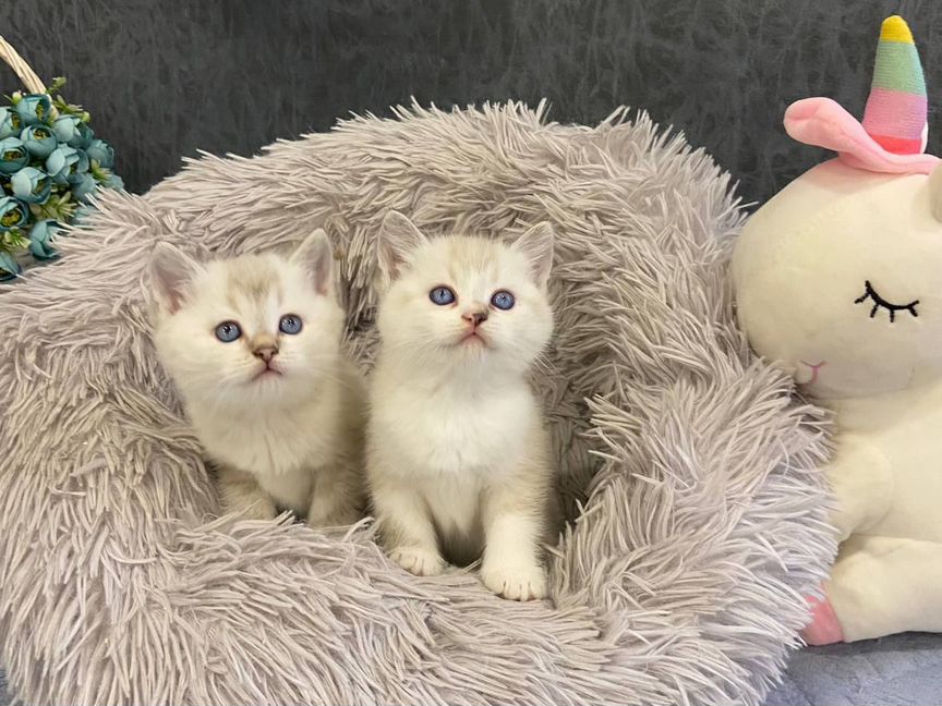 Британские котята
