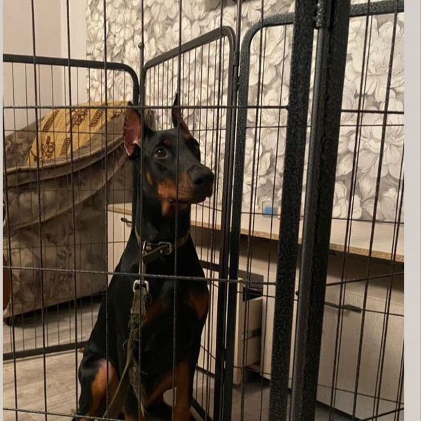 Продам чистокровного добермана