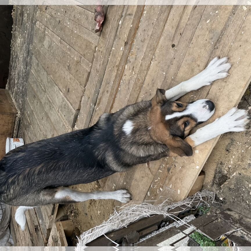 Щенок в добрые руки