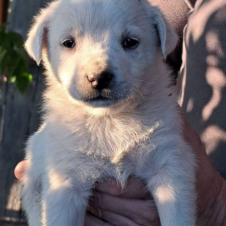 Щенки девочки Безенчукский р-н