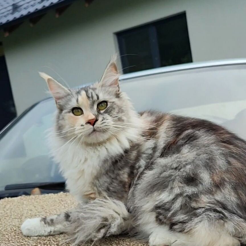 Шикарная черепашка